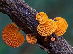 Amazing Fungi